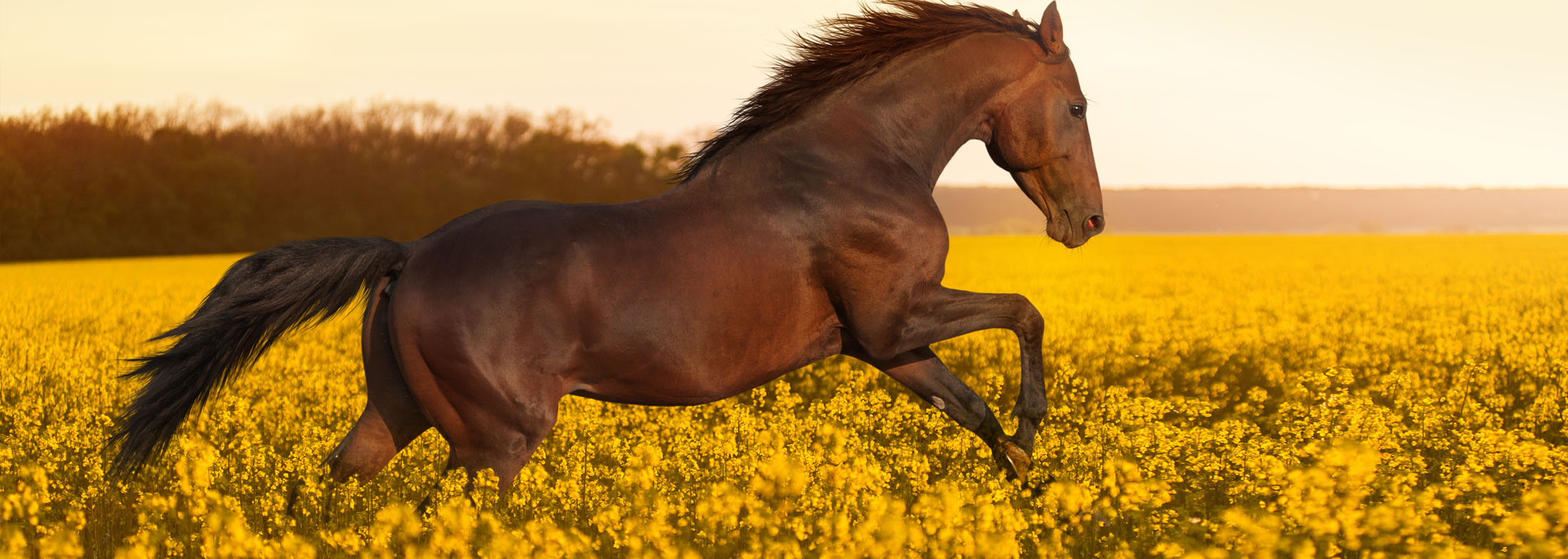We Welcome New Clients | South Fork Animal Clinic